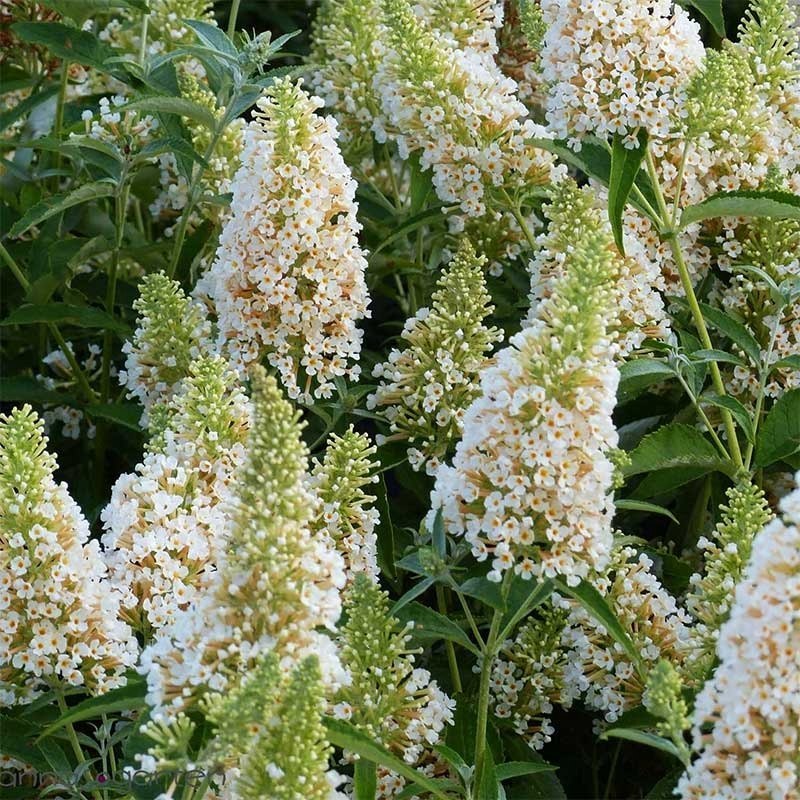 Budleja dawida Buzz Ivory doniczka 2L